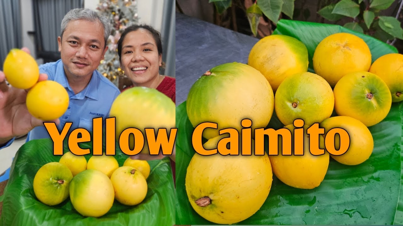 Yellow Star apple fruit - YouTube