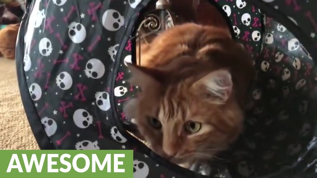 Bewildered cat watch crazy puppy play from inside tent - YouTube
