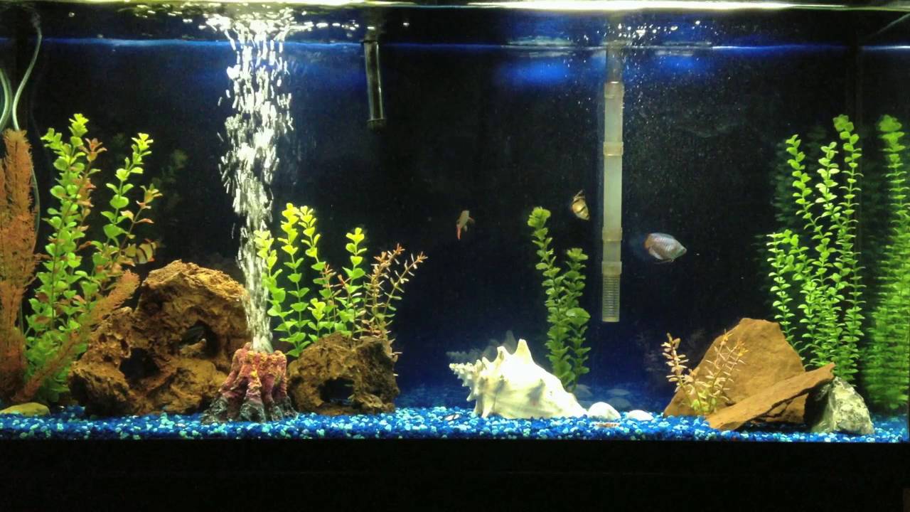 Phish - Ambient Jam - Aquarium Video - Lemonwheel Festival - YouTube