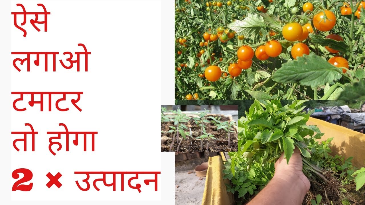 tamatar ka podha kaise lagaye | tamatar ka plant kaise lagaye | tamatar ...