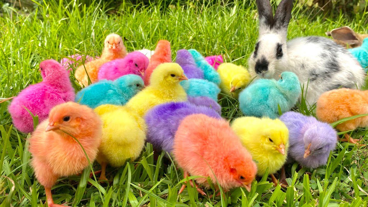 Catch chickens and ducks lots of colorful, rabbit ,ducks ,cute chicks ...