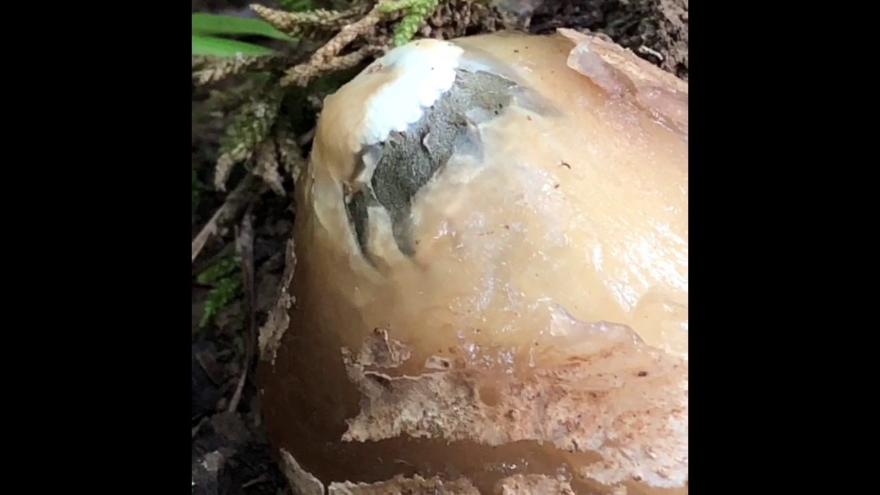 The Stinkhorn Mushroom - Part 1 - YouTube