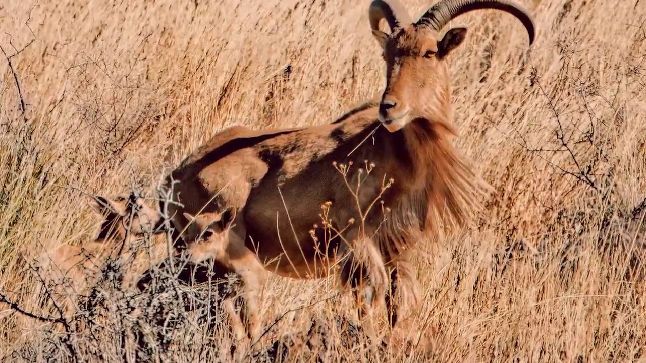 Animals at the ranch - YouTube