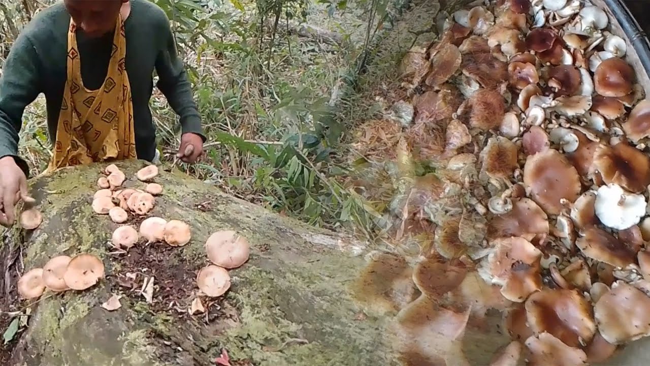 Hunting Wild Edible Mushroom in the village || Mushroom Hunting - YouTube