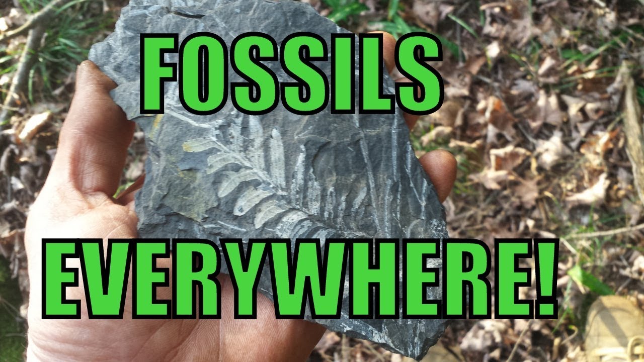 Mining Mineralized Fossils in PA [part 1] - YouTube