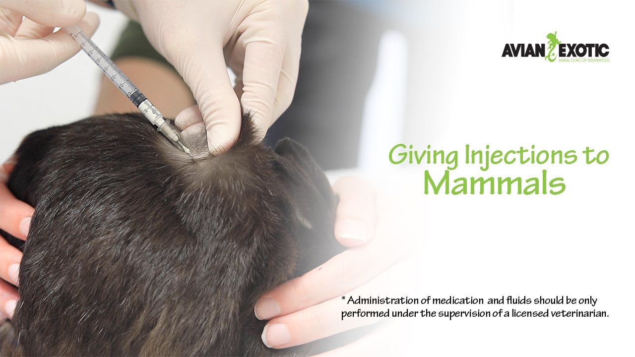 Giving Injections to Mammals - YouTube