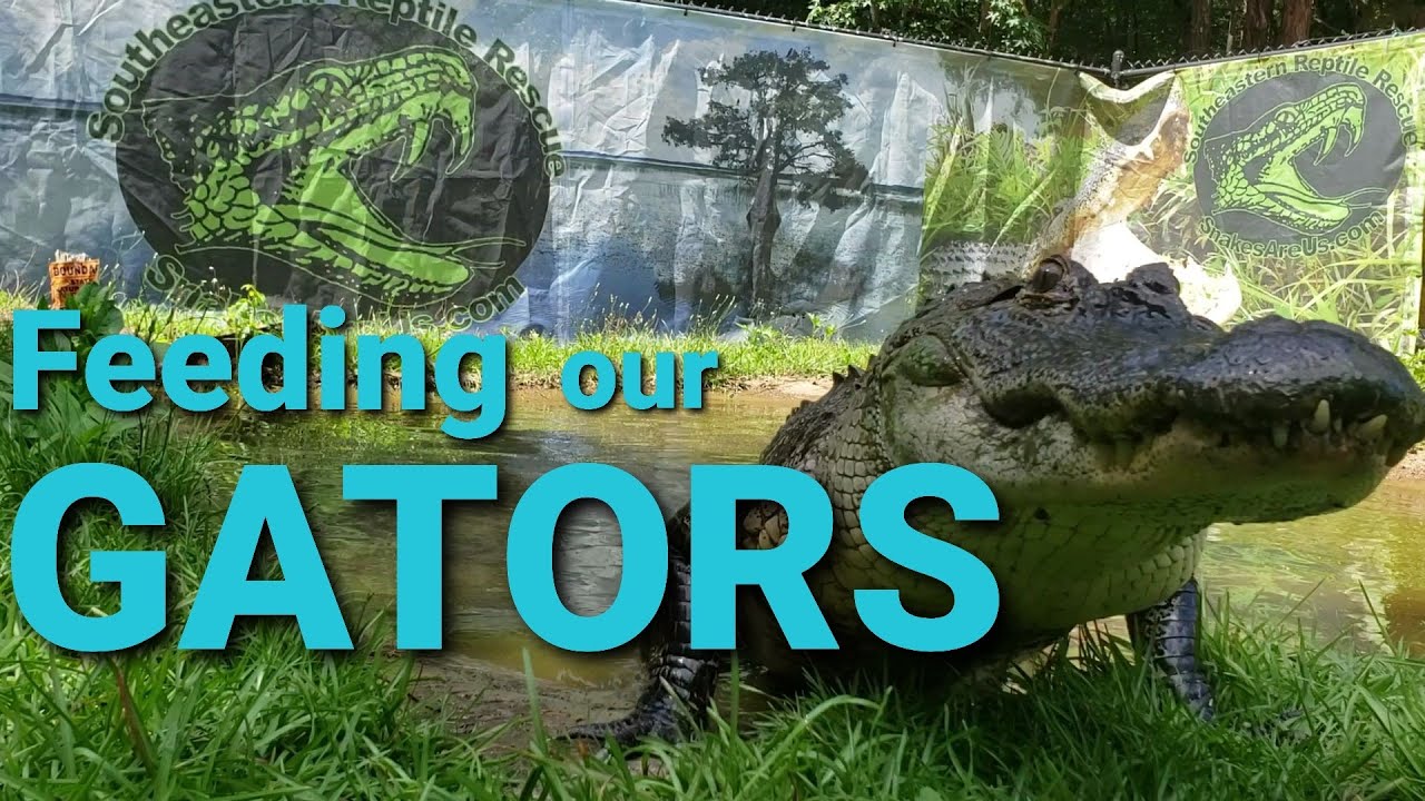 Alligator Feeding Frenzy at Southeastern Reptile Rescue. - YouTube