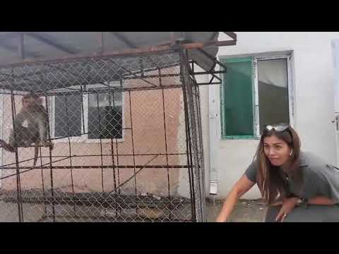 Heyvanat aləminin ən dəcəl nümayəndəsi meymun 🐒