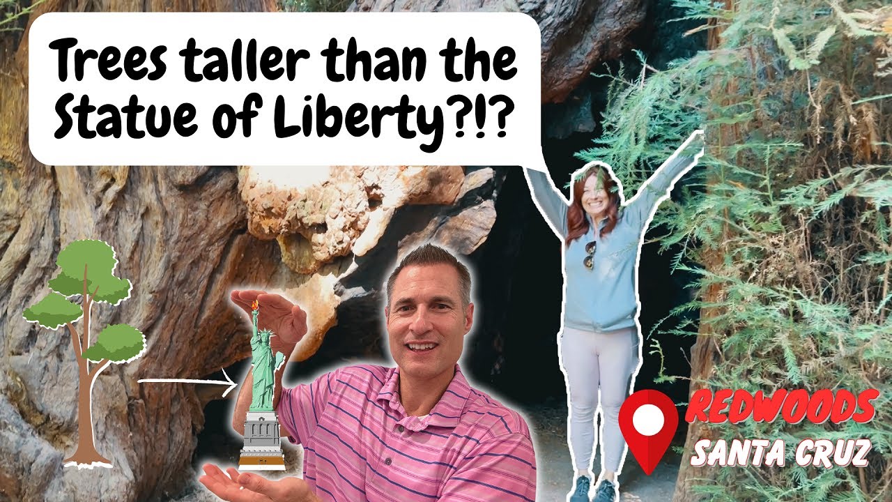 Exploring TREES Taller than the Statue of Liberty! - YouTube