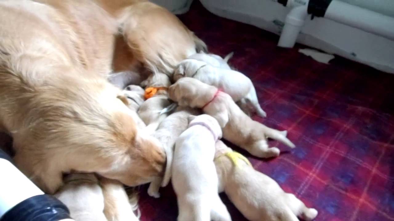 Puppy Mosh Pit - YouTube