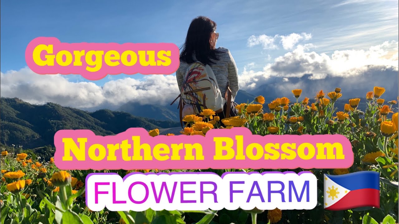 ATOK, BENGUET NORTHERN BLOSSOM FLOWER FARM 2019/ GORGEOUS AND AWESOME ...