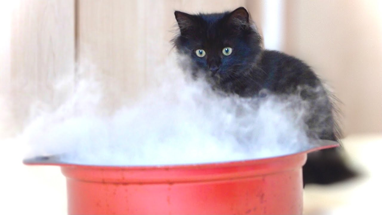 A Kitten's First Time Seeing Dry Ice! | Siberian Forest Cat | 3 Month ...
