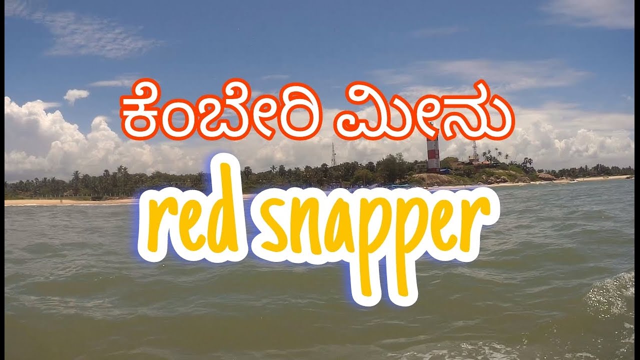 cast net fishing || kemberi meenu || red snapper|| - YouTube