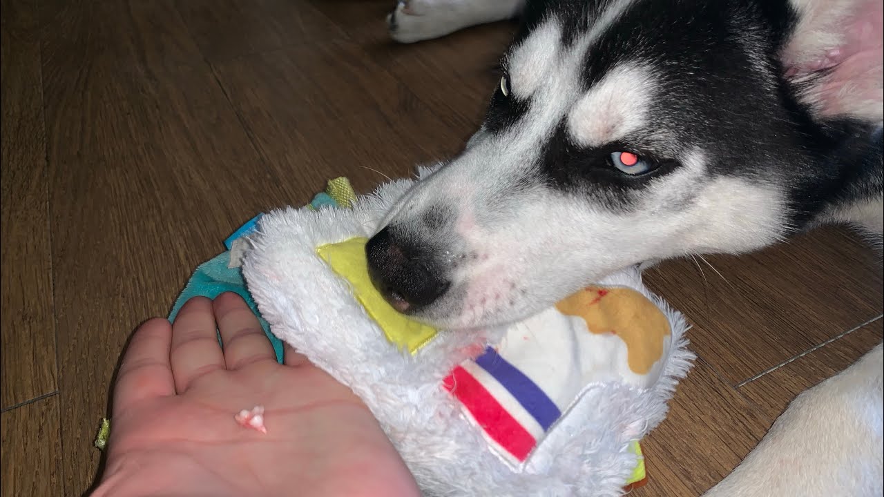 finding Enzo the Siberian huskies first baby tooth when playing tug ...