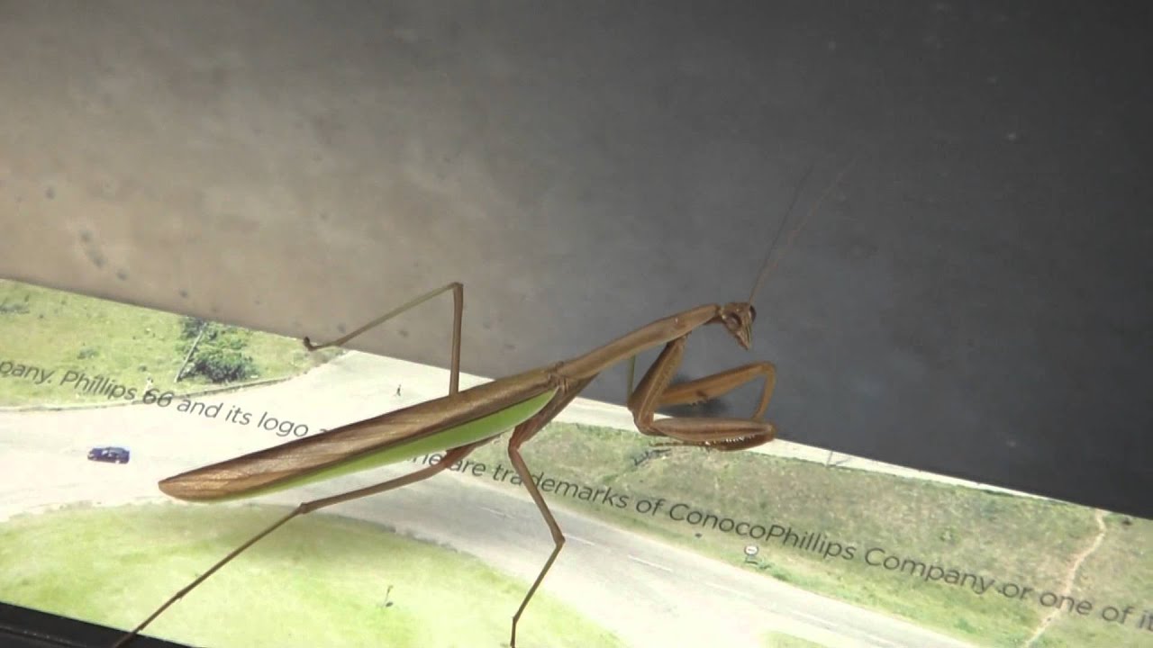 Praying Mantis - YouTube