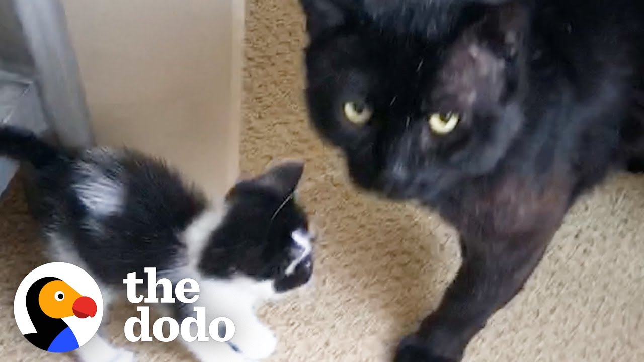 18-Pound Cat Decides To Be Dad To Teeny Kitten | The Dodo Foster ...