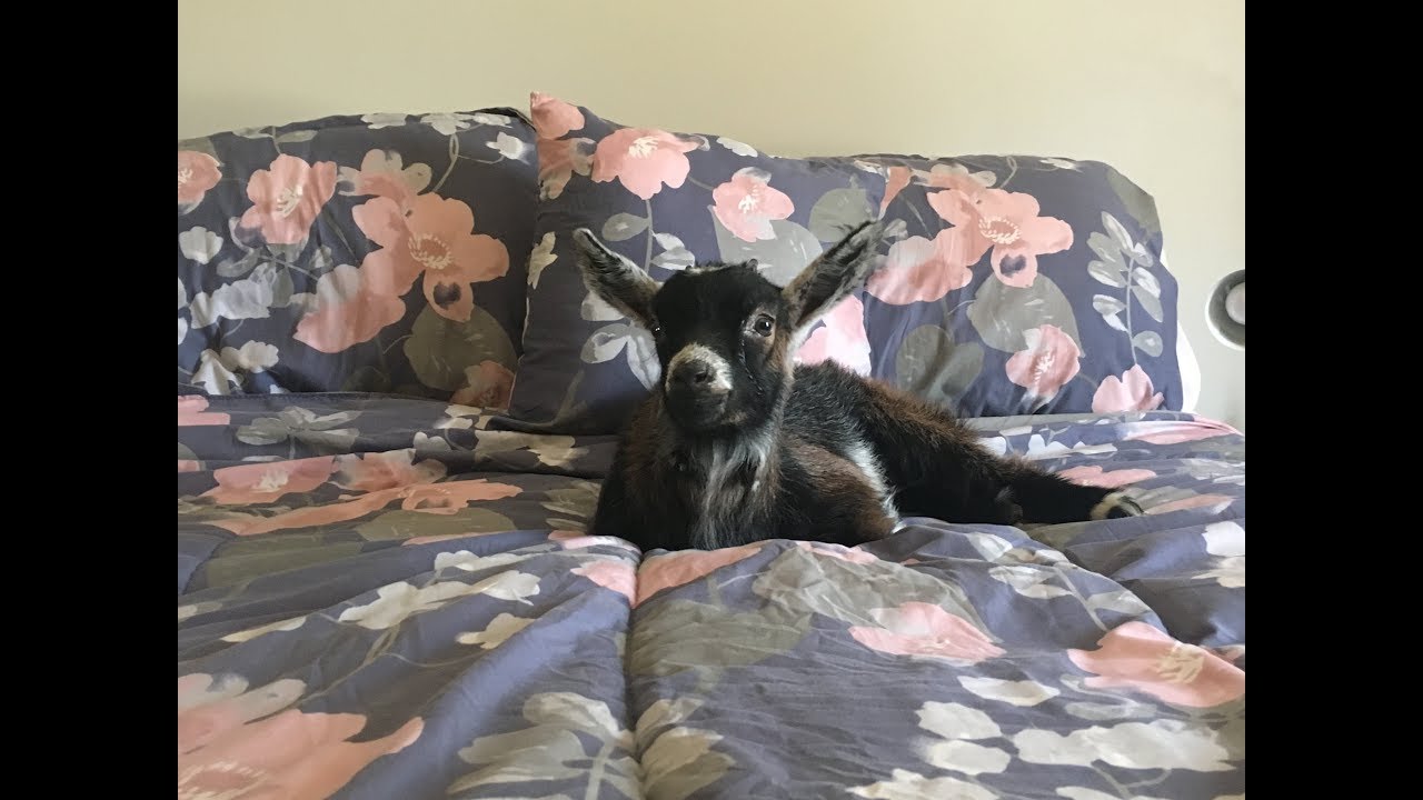 Baby Goat Heidi in the Bedroom! - YouTube