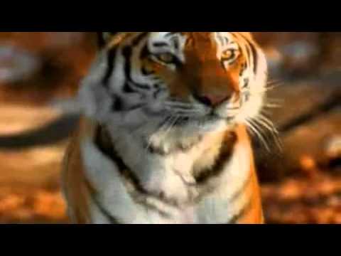 Tigur 3 - YouTube