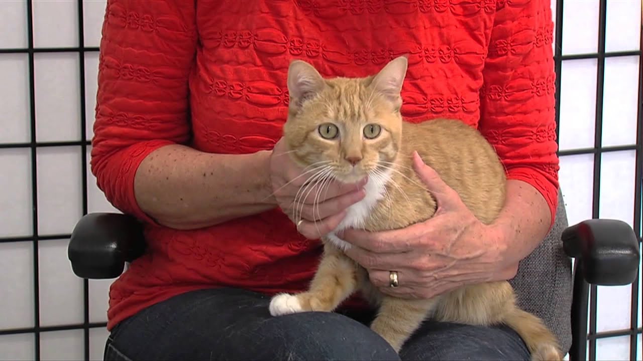 Pet of the Week is Munchie the Cat - YouTube