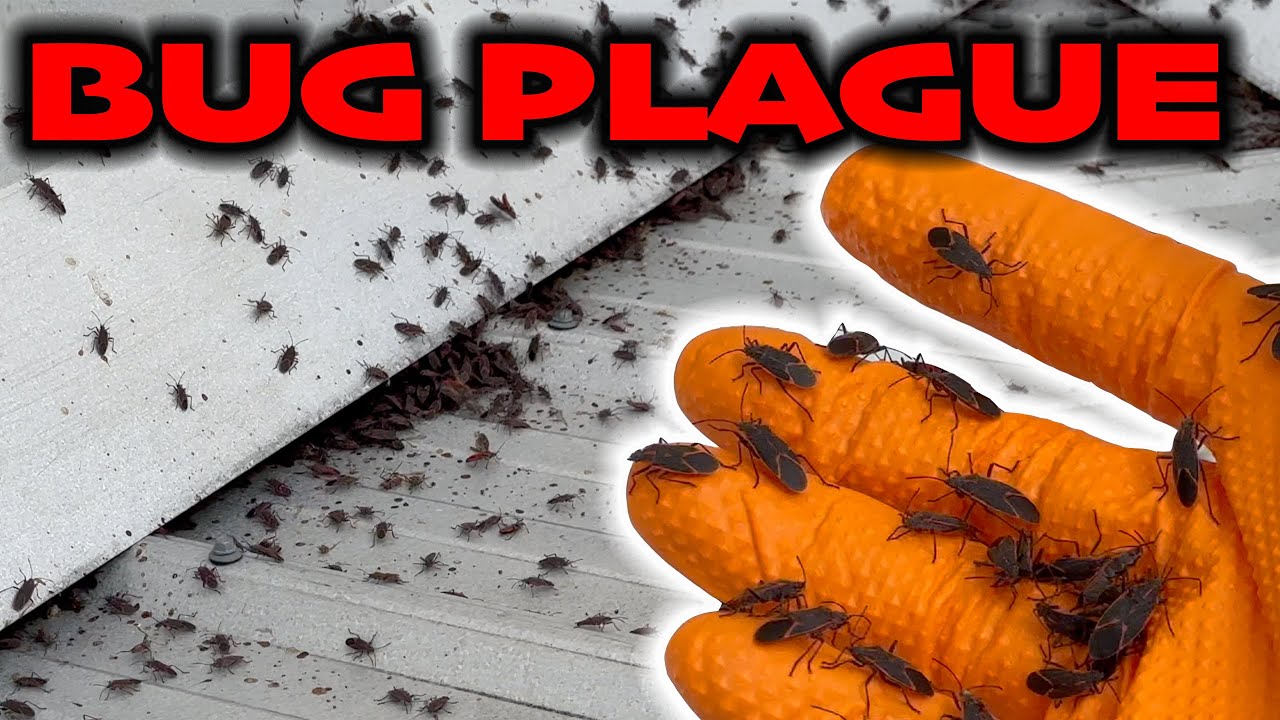 UNREAL Boxelder BUG Swarm - YouTube