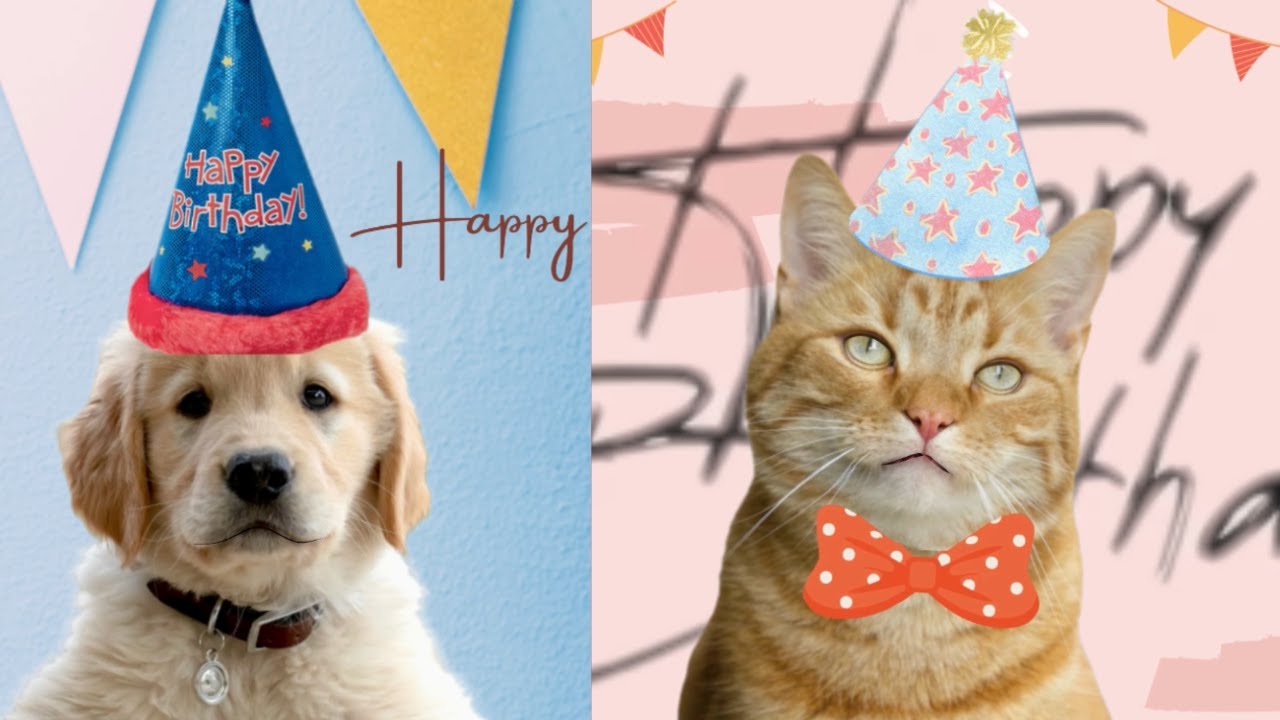 happy birthday cat and dog singing🎂😻🐶 - YouTube
