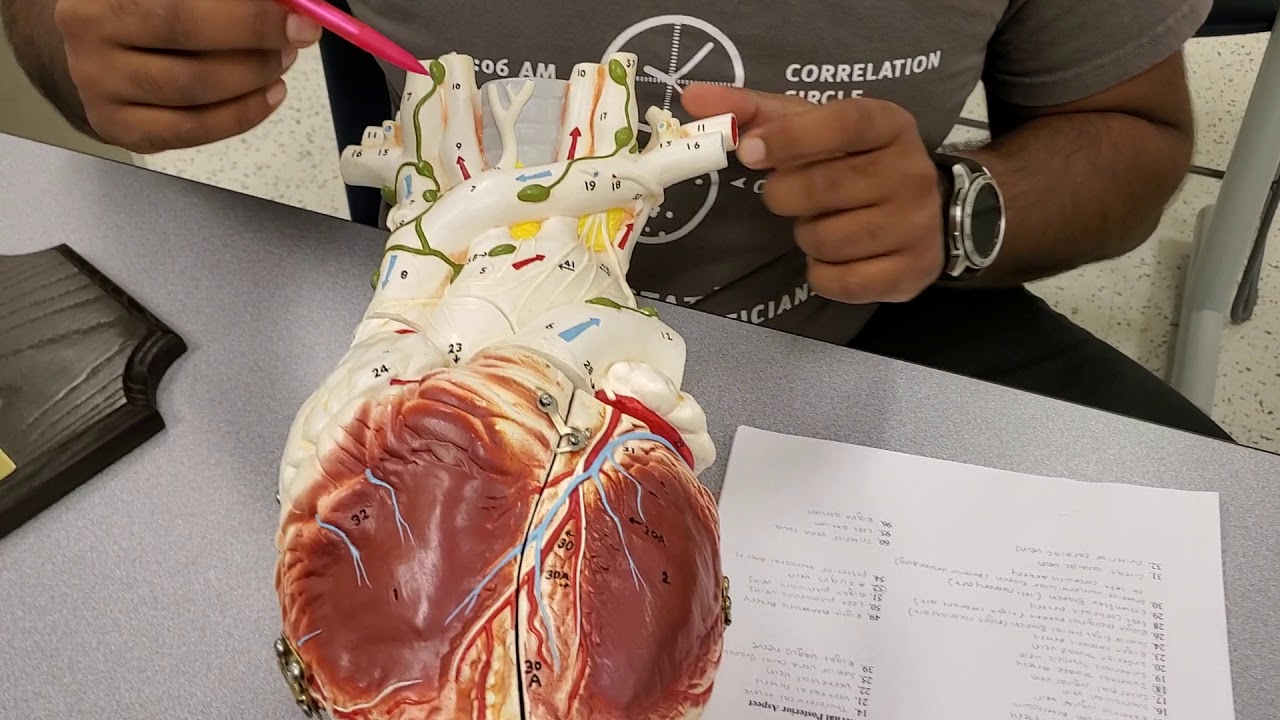 Large Hear Model. - YouTube