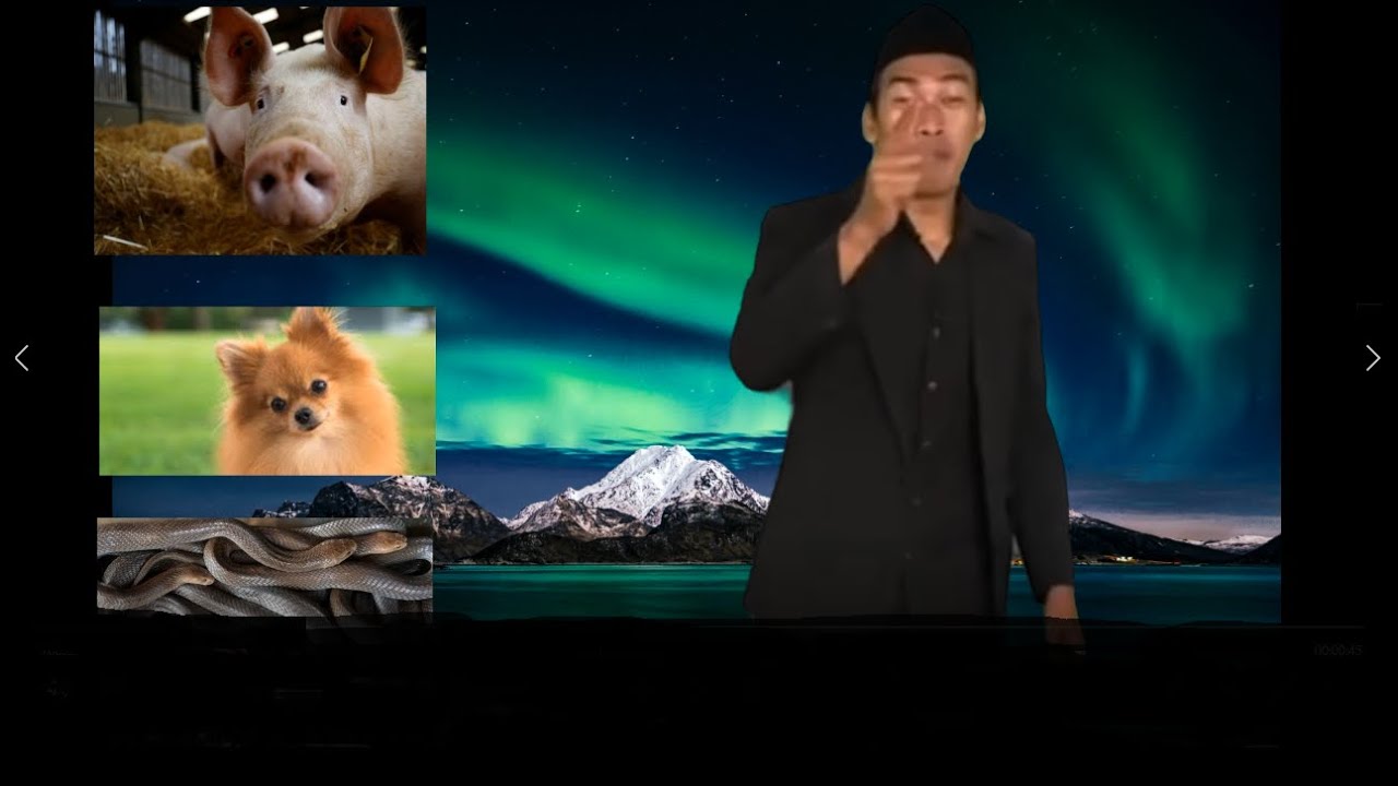 ini apa betul sekali ini babi meme - YouTube