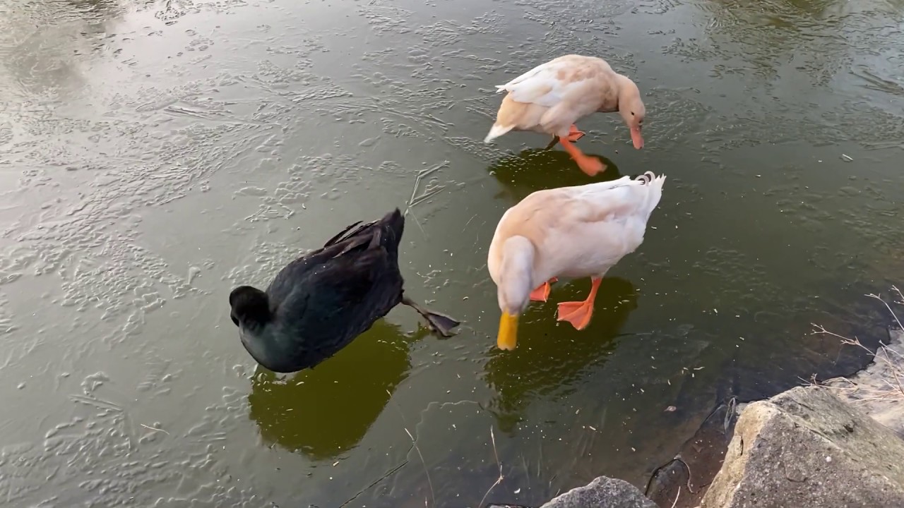 Ducks walking on and falling through ice - YouTube