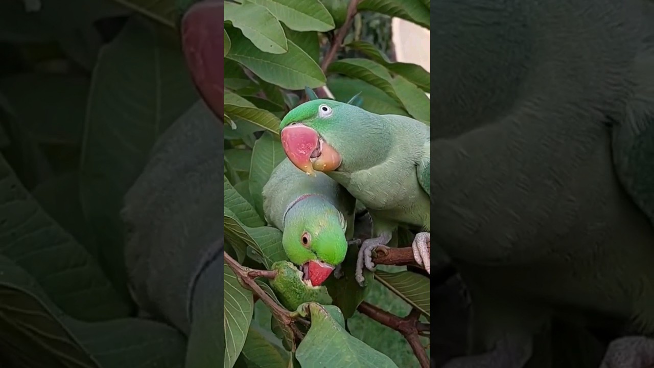 Amazing Green Parrots Eating Guava on Tree #parrot #nature - YouTube