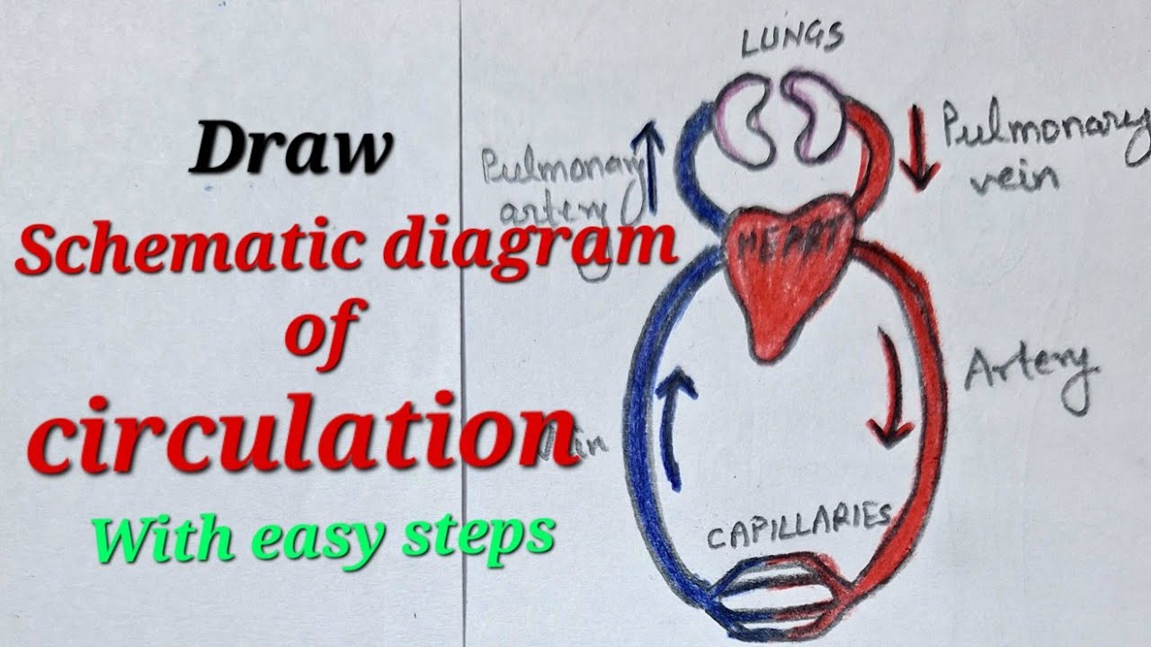 Schematic diagram of circulation drawing easy, Draw schematic diagram ...