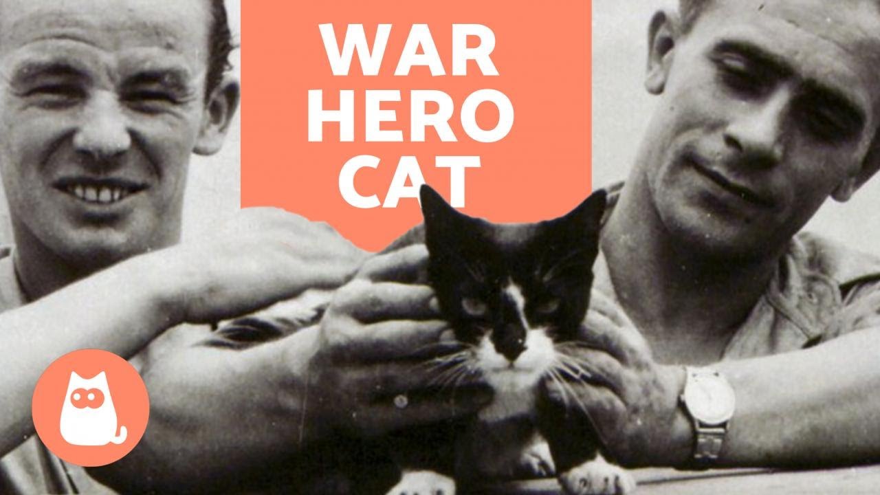 The Moving Story of SIMON the WAR HERO CAT 🐱⚓ - YouTube