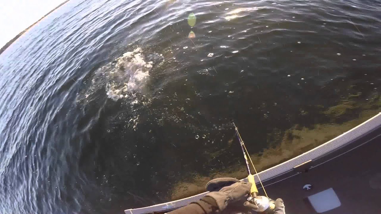 42 inch musky - YouTube