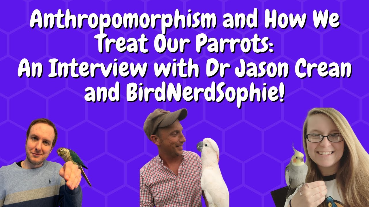 Anthropomorphism & How We Treat Our Parrots | An Interview With Dr ...