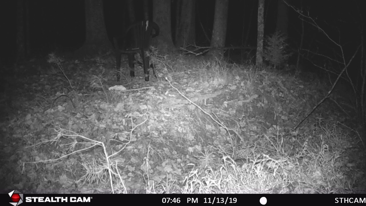STC 0006 Strange howls in background bigfoot? audio trail cam - YouTube