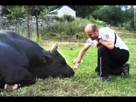 Artvin Kafkasör Festivali 2010-Başboğası Slayt Video-www.artvinliyiz.net