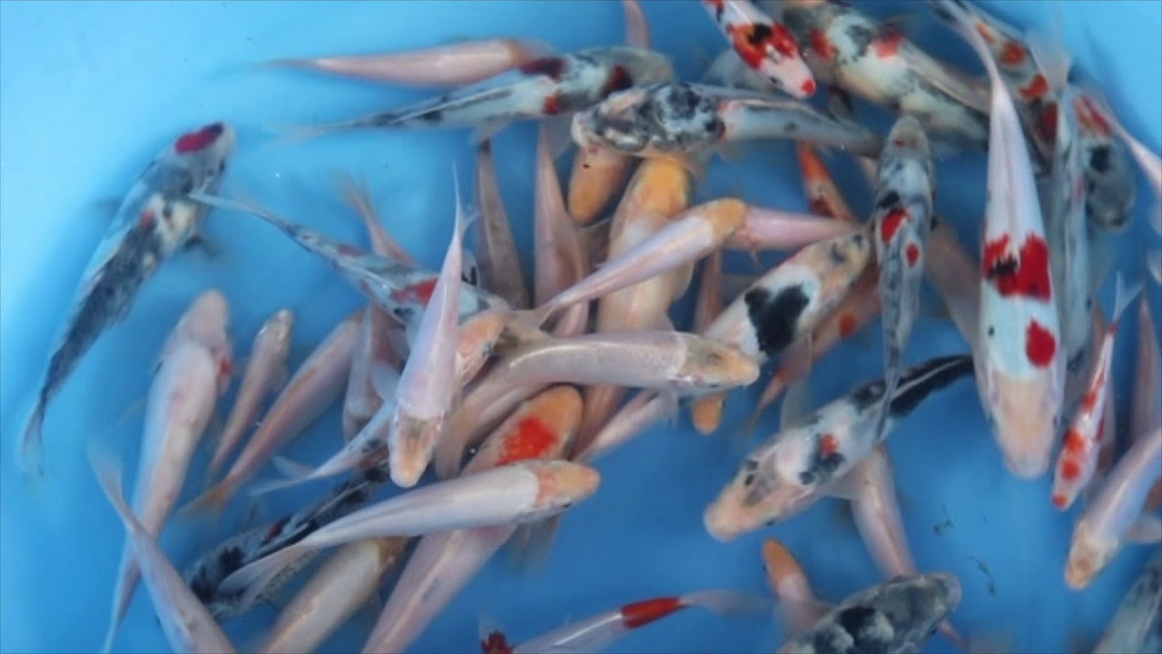 Mix koi r0503w002 - YouTube