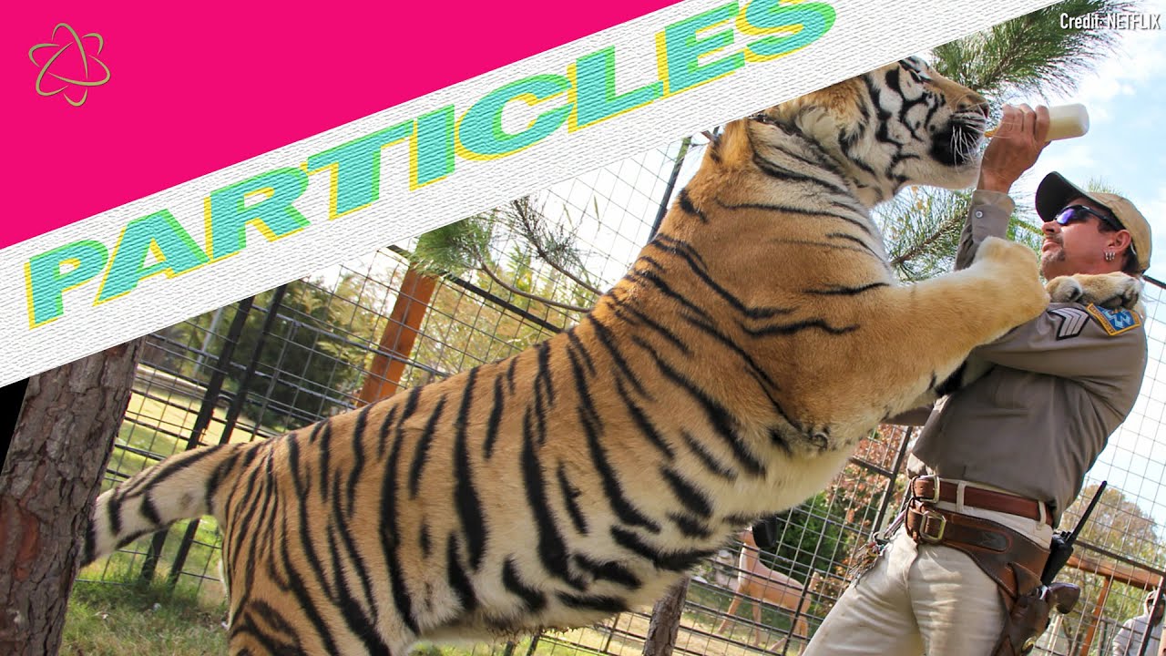 "Tiger King" is Actually REALLY Horrible (for Tigers) - YouTube