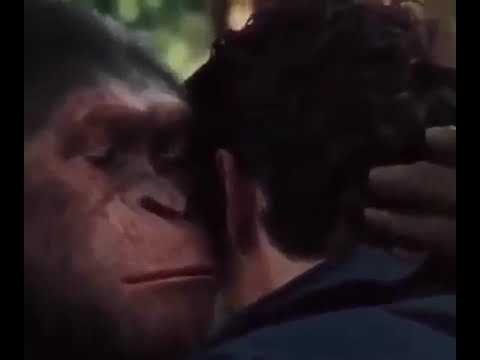 Küfür Eden Maymun 😂