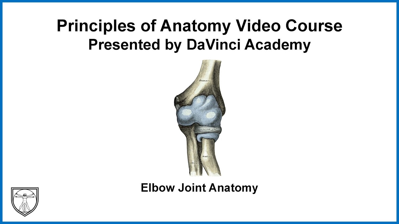Elbow Joint Anatomy [Upper Limb Anatomy 6 of 18] - YouTube