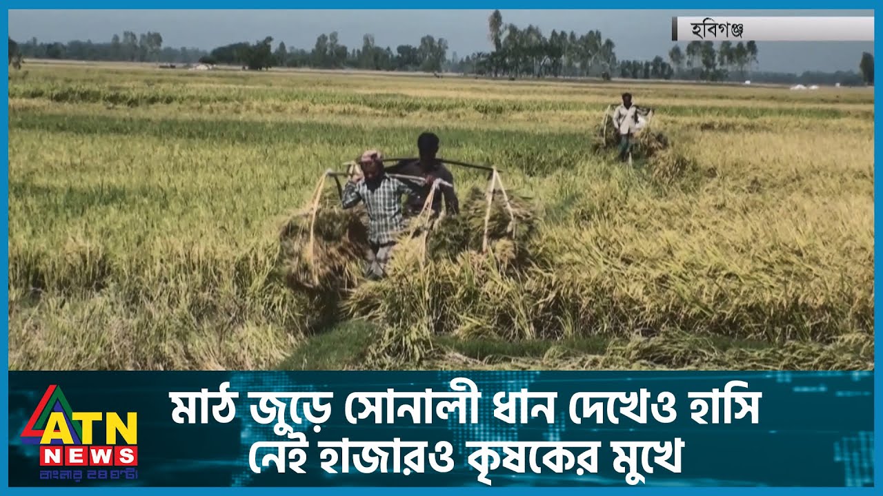 মাঠ জুড়ে সোনালী ধান দেখেও হাসি নেই হাজারও কৃষকের মুখে | Habiganj Amon ...
