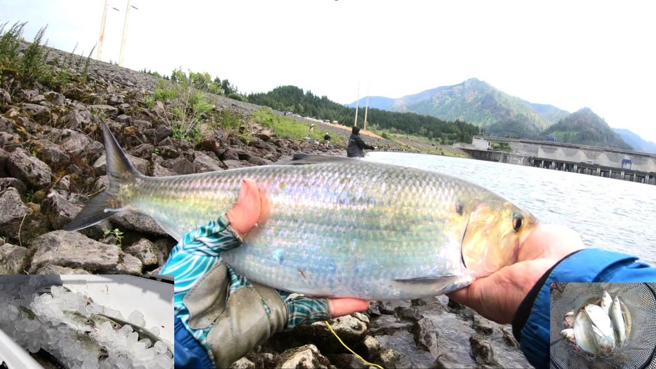 Shad #fishing Bonneville Dam, Columbia River. Cheap Jig and rig but ...