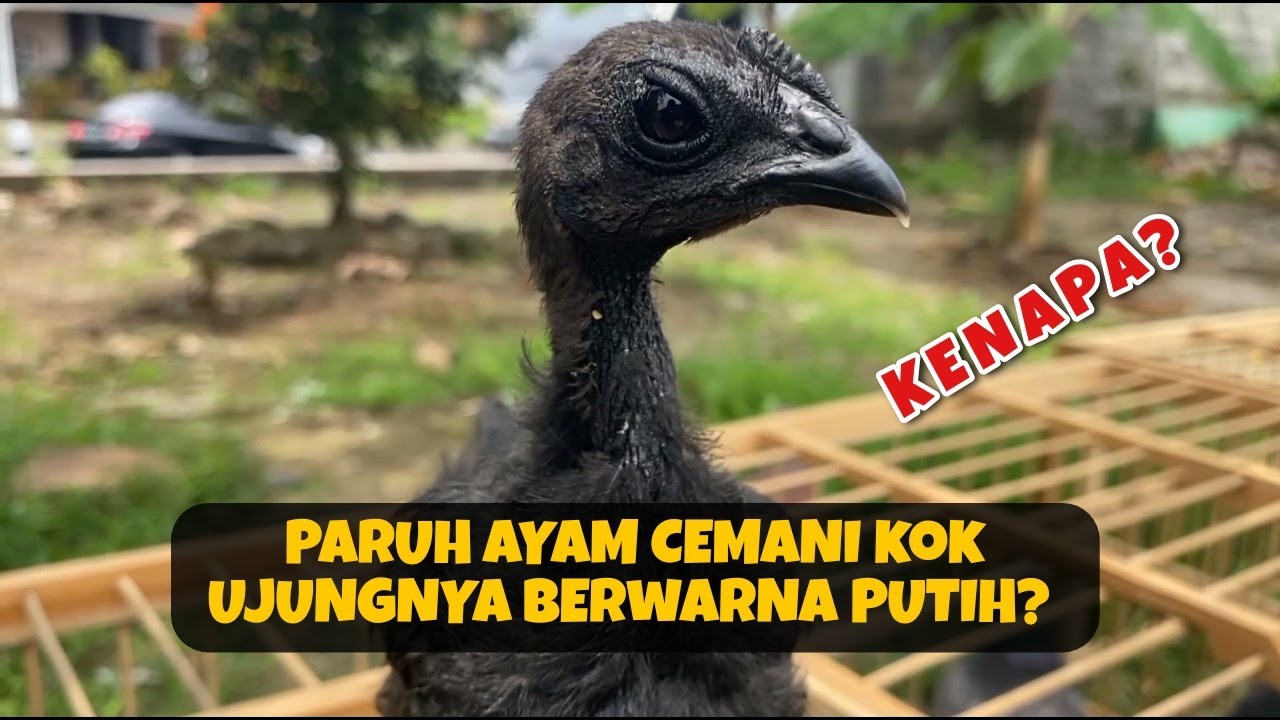 KENAPA PARUH AYAM CEMANI UJUNGNYA PUTIH? || FAKTA TENTANG AYAM CEMANI ...