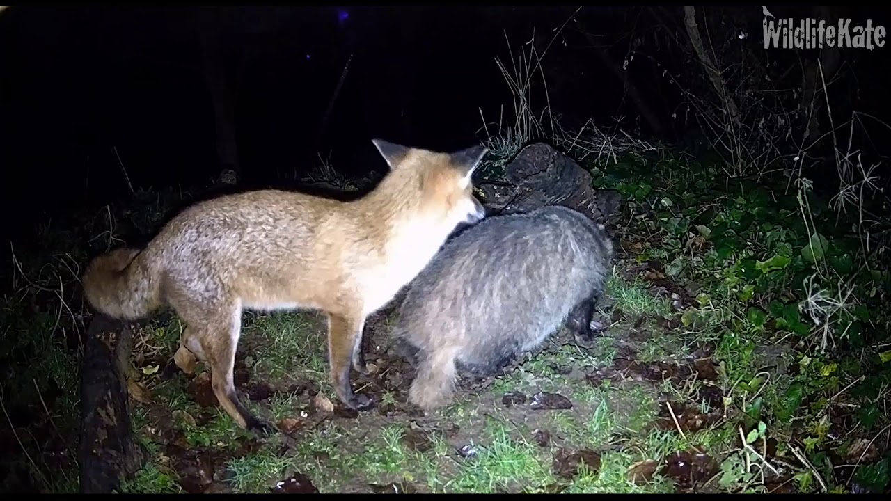 Badger and Fox 18th Jan 2020 - YouTube