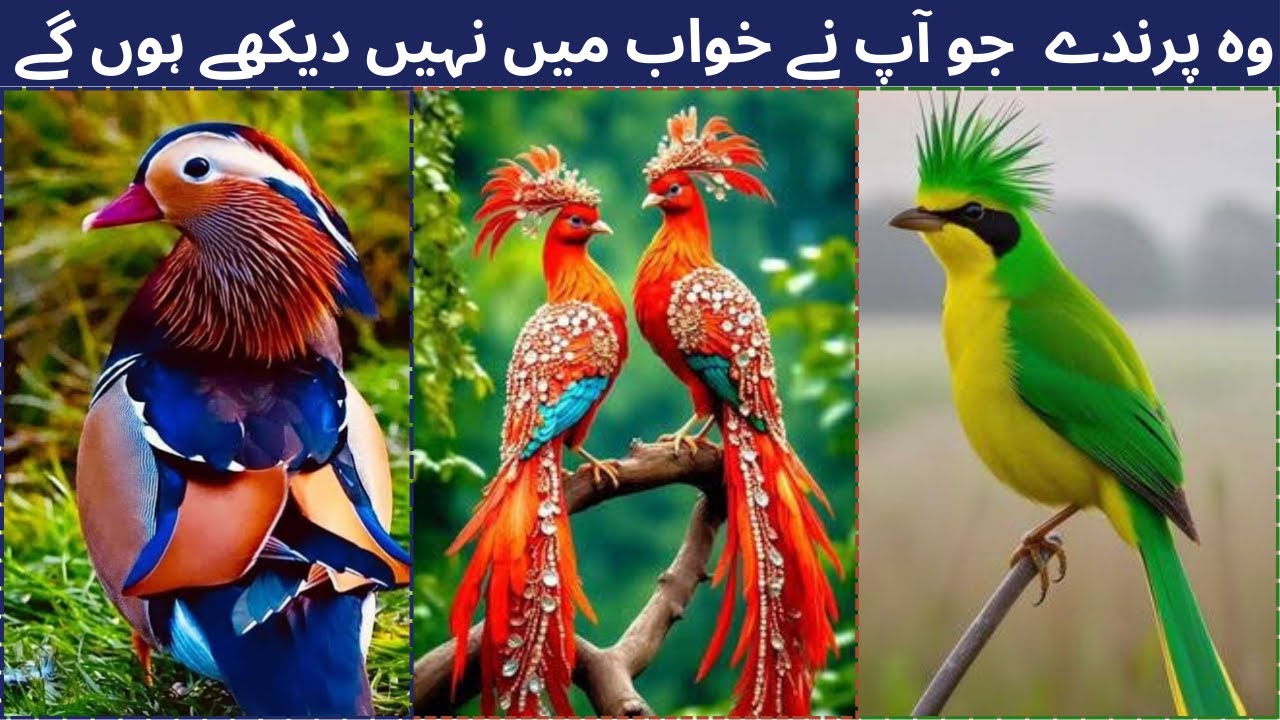 Most Beautiful Birds in the word| Urdu | Hindi - YouTube