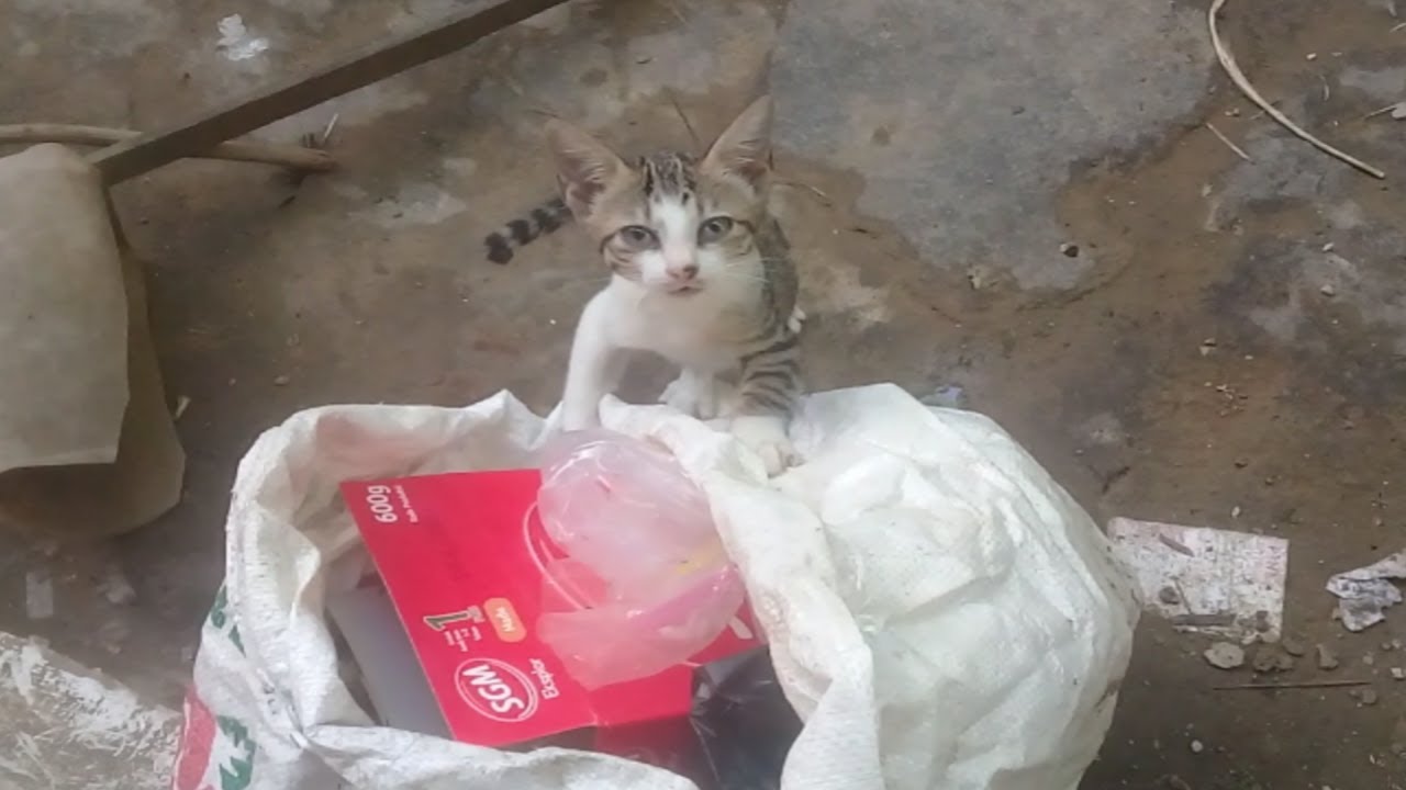 Hungry cats meow about food - YouTube