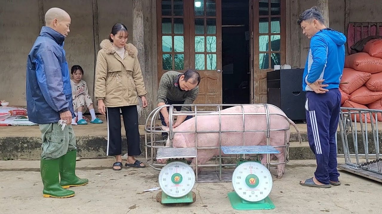 Catching pigs to sell to traders. Big fat pigs must use 2 scales to ...