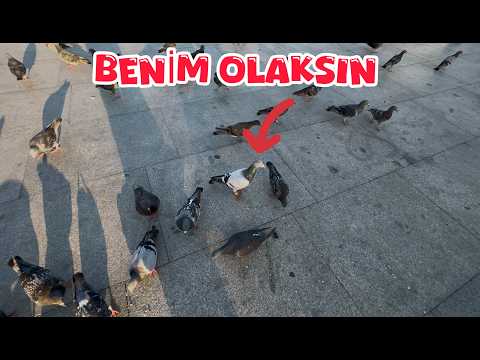 YABANİ GÜVERCİNLER ARASINDA KAÇAK SÜRÜSÜ ( TAKLAÇI MARDİN ÇİPLİ POSTA )