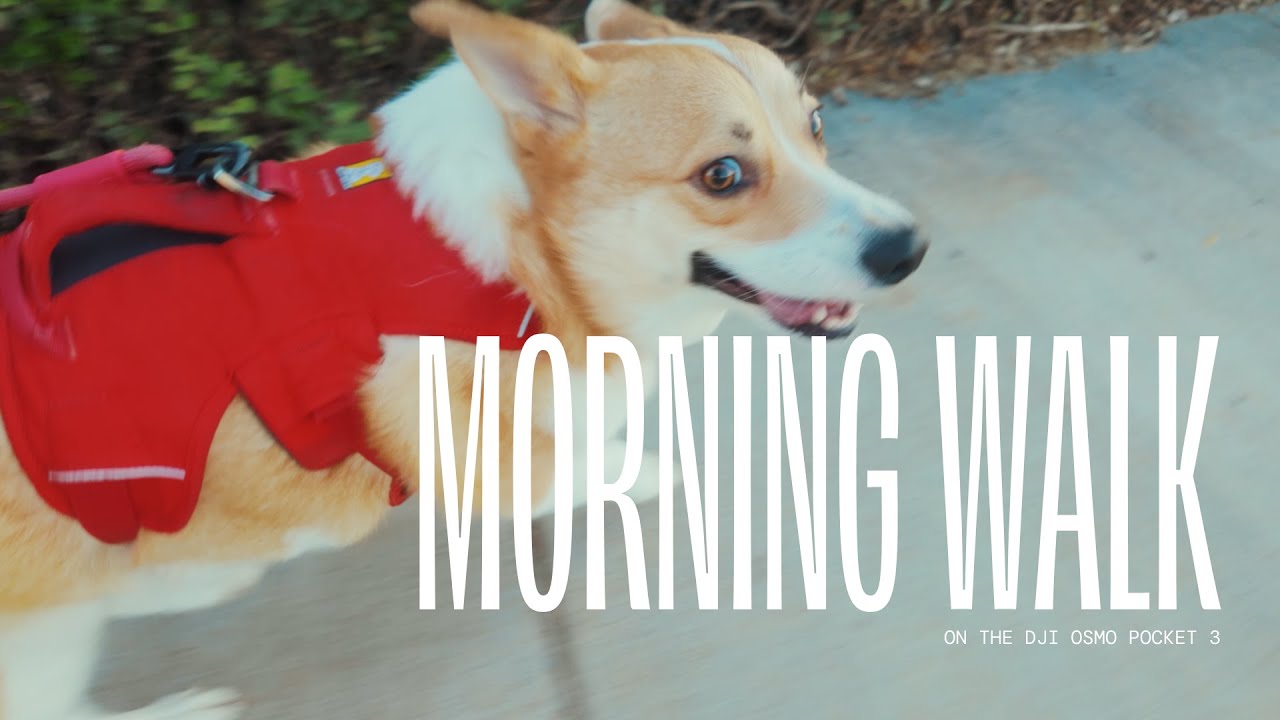 Morning Corgi Walk | DJI Osmo Pocket 3 w/ Color Grading - YouTube