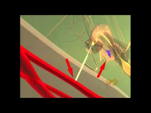 Ağcaqanad bədənindəki möhtəşəm xüsusiyyətlər