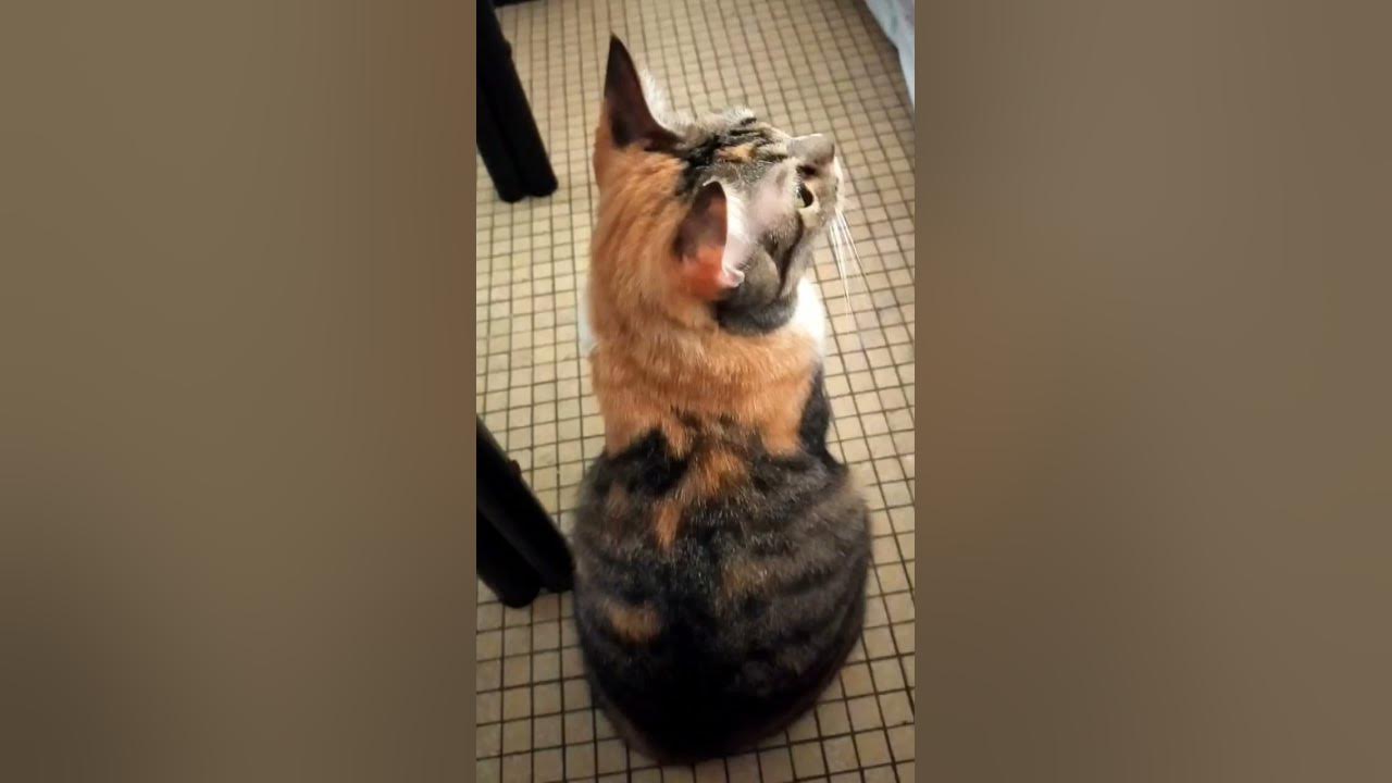 I Am Scared Of Thunderstorms Raining Malaysia Catslover
